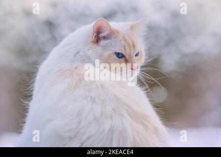 Ragdoll in winter Stock Photo - Alamy