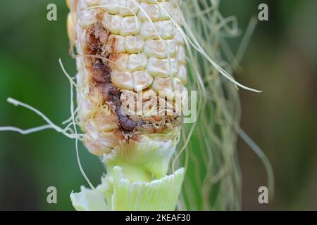 Corn worm - Caterpillar corn borer important pest of corn crop ...