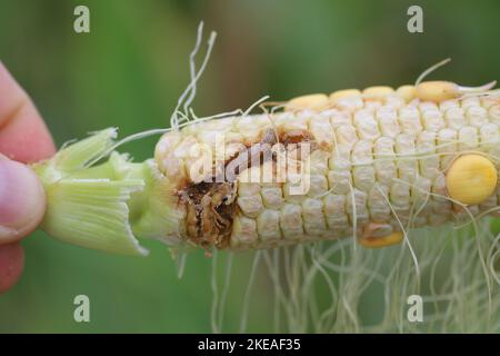 Corn worm - Caterpillar corn borer important pest of corn crop ...