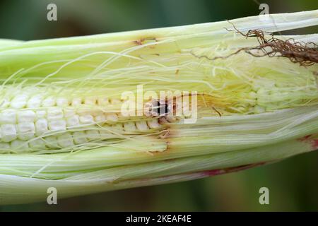 Corn worm - Caterpillar corn borer important pest of corn crop ...