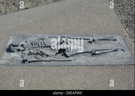 Skeleton of Turkana boy KNM-WT 15000 on display in glass case, Nairobi ...