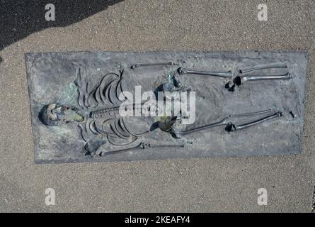 Skeleton of Turkana boy KNM-WT 15000 on display in glass case, Nairobi ...