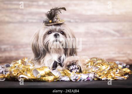 Shih Tzu in costume Stock Photo - Alamy