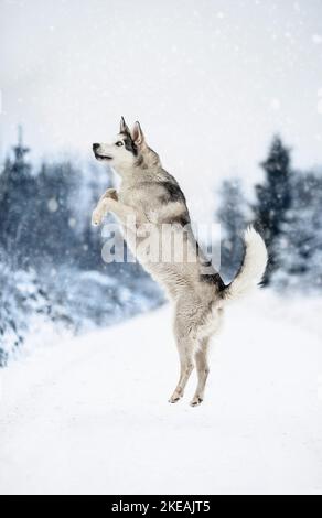Siberian Husky (Canis familiaris) jumping in snow Stock Photo - Alamy