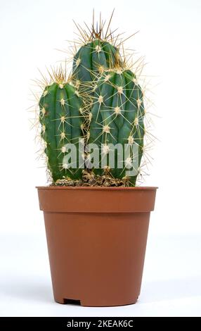 Cactus round, oblong and with hair in a pot. Small cuttings of prickly ...