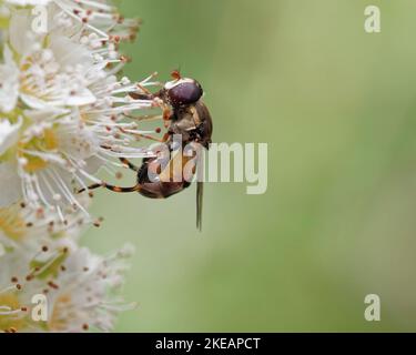 The thick-legged hover fly feeding on plant pollen. This fly gets its ...