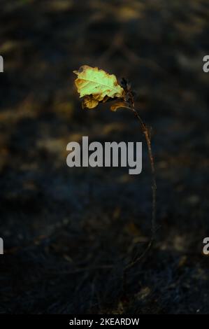 Plants and bushes after a fire on Middlewick ranges in Colchester ...