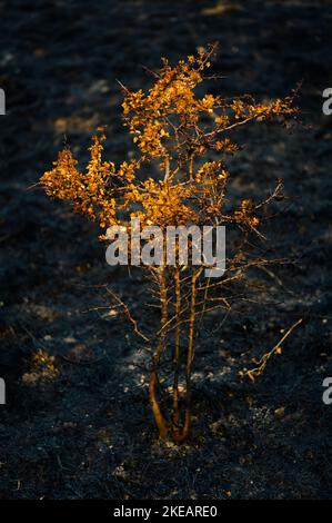 Plants and bushes after a fire on Middlewick ranges in Colchester ...