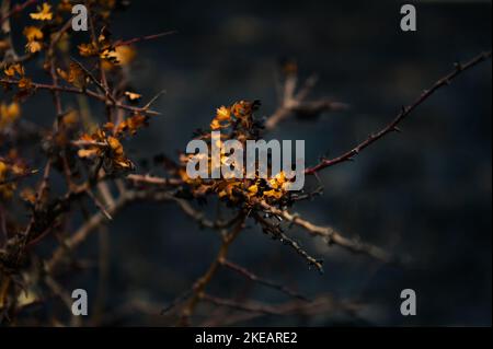 Plants and bushes after a fire on Middlewick ranges in Colchester ...