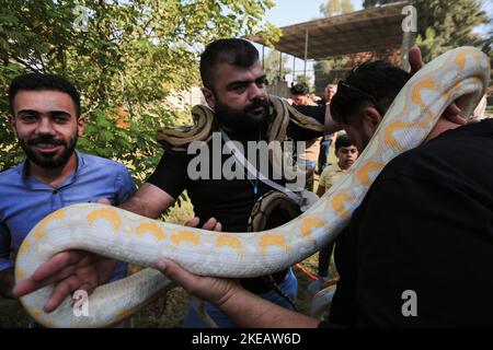 Baghdad, Iraq. 11th Nov, 2022. A reptile breeder holds two snakes ...