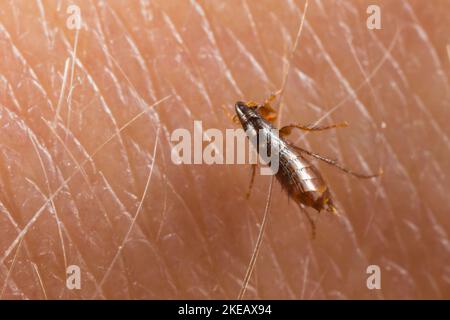 Squirrel flea on human skin (Ceratophyllus sciurorum Stock Photo - Alamy