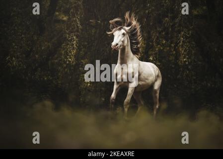 American Indian Horse stallion Stock Photo - Alamy