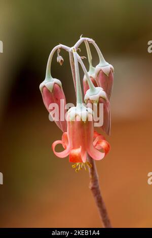 Pig's ears, varkoorblare or varkoor (Cotyledon orbiculata) detail of ...