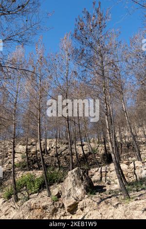Rock and stones among the trees burned by fire Stock Photo - Alamy
