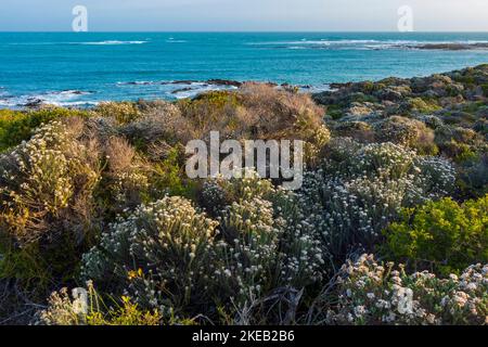Typical coastal fynbos vegetation in the Cape Agulhas region. L'Agulhas ...