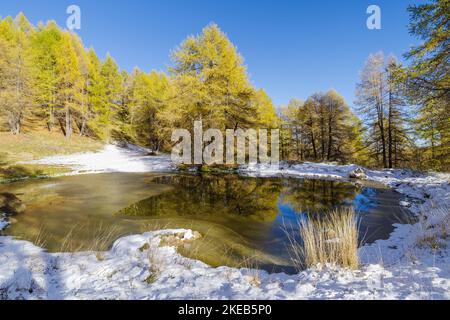 Colorful larch trees glisten as sunlight reflects off their branches ...