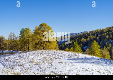 Colorful larch trees glisten as sunlight reflects off their branches ...
