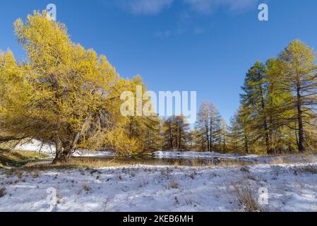 Colorful larch trees glisten as sunlight reflects off their branches ...