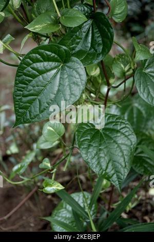 betel leaf or Piper Betle Linn, natural antiseptic or antibiotic Stock ...