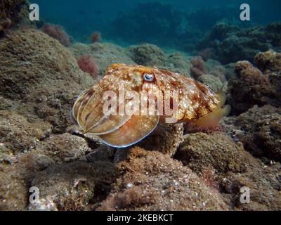 Pharaoh cuttlefish,Pharaoh Cottlefish, Mollusks, type of Mollusk, Head ...