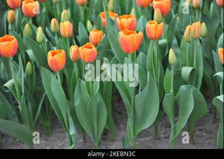 Orange Triumph tulips (Tulipa) Time Out bloom in a garden in March ...