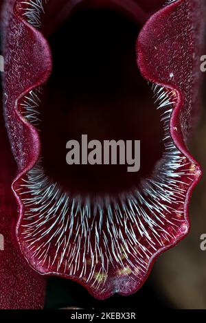 Northern or Purple Pitcher Plant (Sarracenia purpurea Stock Photo - Alamy