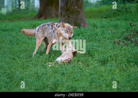 Wolf (Canis lupus), with prey, roe deer, captive Stock Photo - Alamy