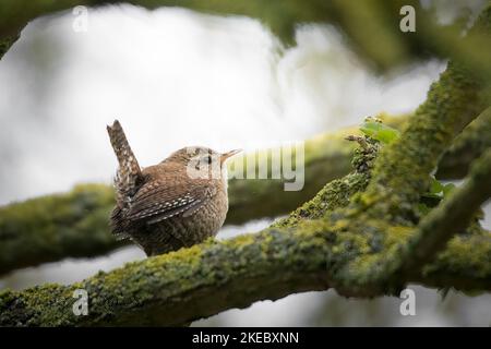 A close-up shot of a Eurasian wren sitting on a tree branch Stock Photo ...