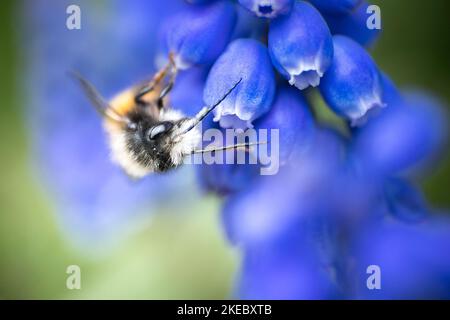 Bee on the hyacinth in focus. Spring bloom background photo ...