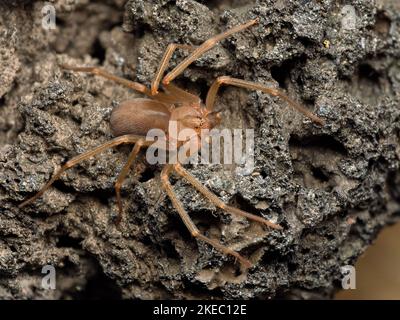 Mediterranean recluse spider, violin spider (Loxosceles rufescens ...