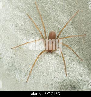 Mediterranean recluse spider, violin spider (Loxosceles rufescens ...