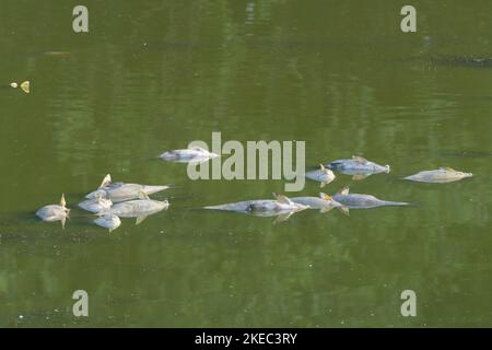 Fish kill caused by high heat in a pond, May, summer, Hesse, Germany ...
