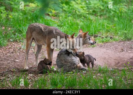 Wolves with wolf pups at den, summer, Germany, Europe Stock Photo - Alamy
