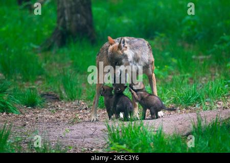Wolves with wolf pups at den, summer, Germany, Europe Stock Photo - Alamy