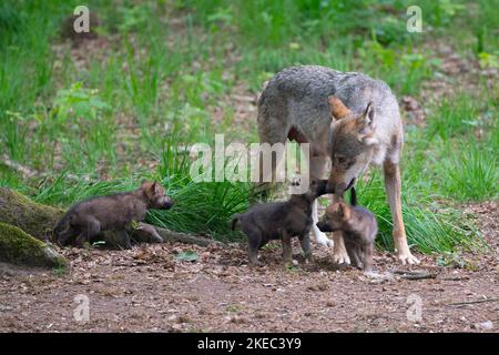 wolf female with wolf pups, summer, Germany, Europe Stock Photo - Alamy