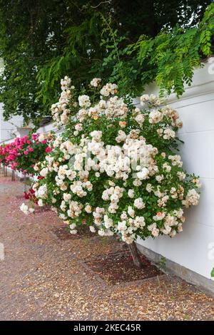 Rose bush, wall, Putbus, Rügen Island, Mecklenburg-Western Pomerania ...