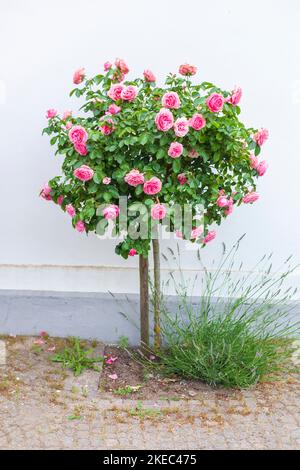 Rose bush, wall, Putbus, Rügen Island, Mecklenburg-Western Pomerania ...