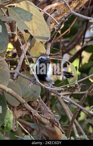 Rusty-backed Antwren (Formicivora rufa) in Brazil Stock Photo - Alamy