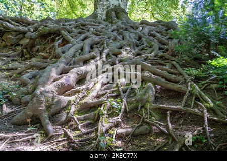 impressive root structure of a tree Stock Photo - Alamy