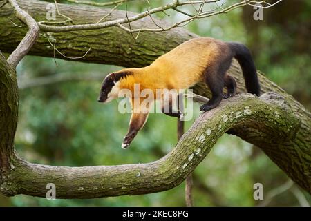 Variegated marten (Martes flavigula) running over a tree trunk, Bavaria ...