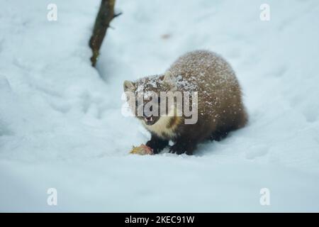 European pine marten (Martes martes) with falling snowflakes in winter ...