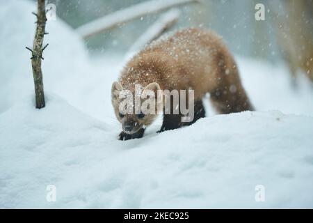 European pine marten (Martes martes) with falling snowflakes in winter ...