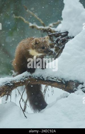 European pine marten (Martes martes) with falling snowflakes in winter ...