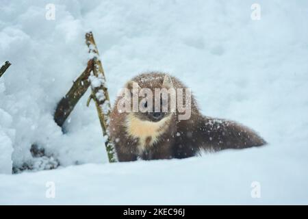 European pine marten (Martes martes) with falling snowflakes in winter ...