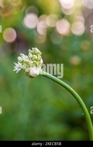Leek bud, Allium Stock Photo - Alamy