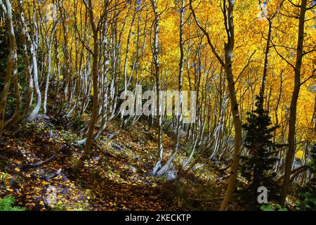 Deseret Peak hiking trail Stansbury Mountains, by Oquirrh Mountains ...