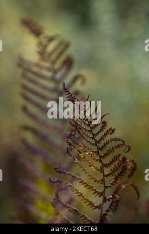 Ferns, France, Grand Est region, Vosges, Ballons des Vosges Regional ...