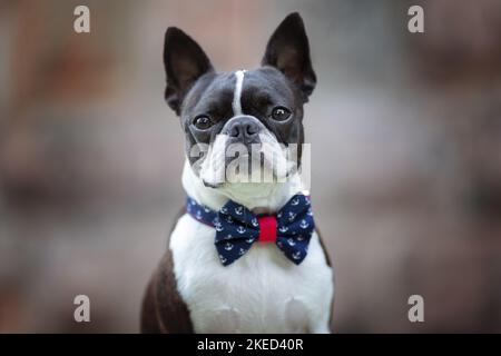 Boston Terrier with dickey-bow Stock Photo - Alamy