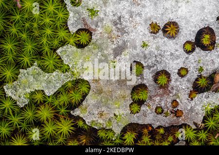 Juniper Moss (Polytrichum juniperinum) and melting snow, Greater ...