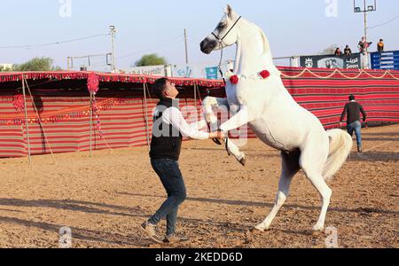 A Palestinian participant displays the skills of his horse during the ...